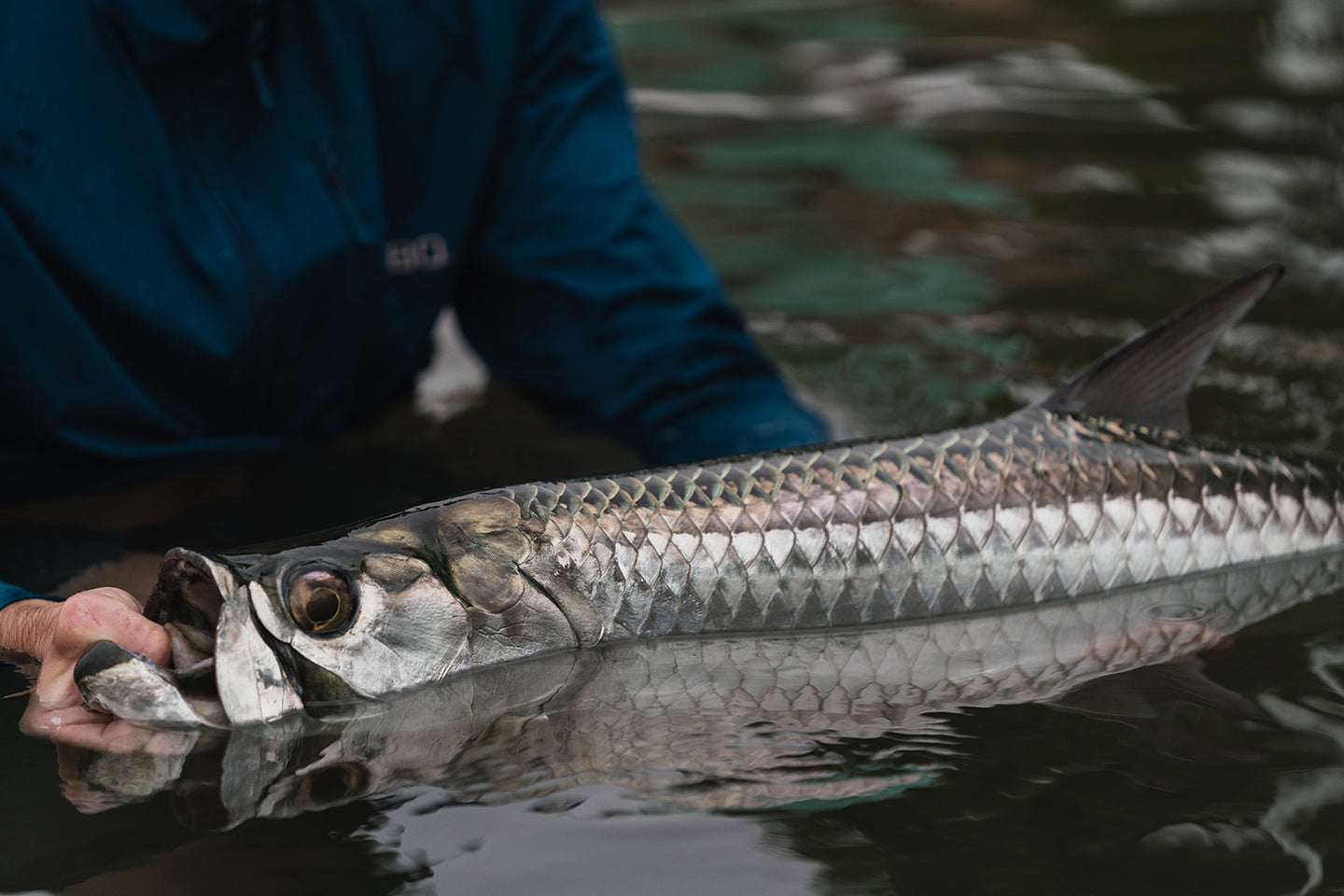 How To Prepare for Tarpon Season | Williams Knife Co Blog